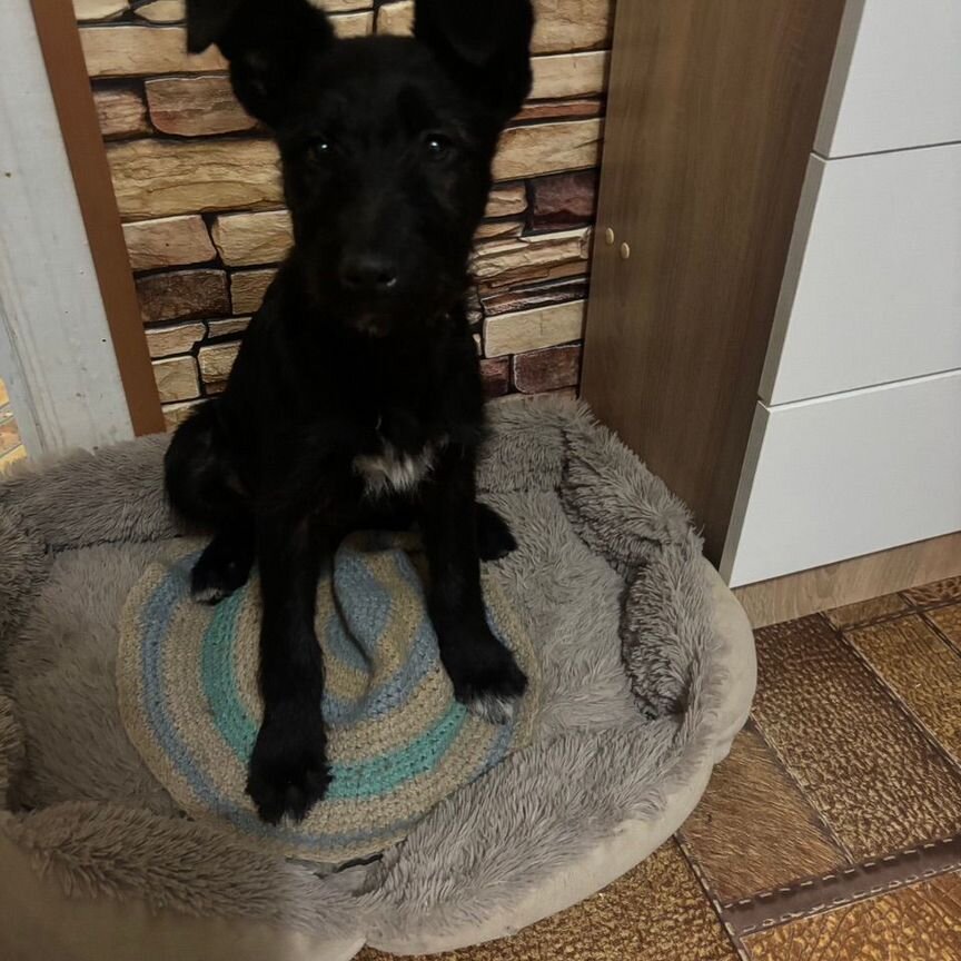 Щенок в добрые руки