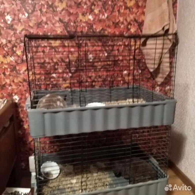 Декоративные кролики