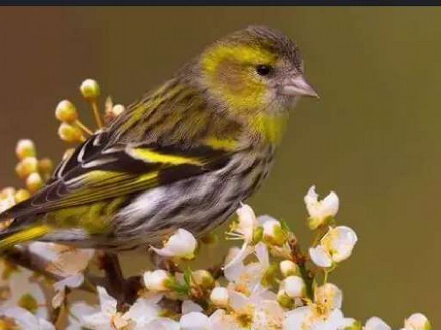 Чижики молодняк