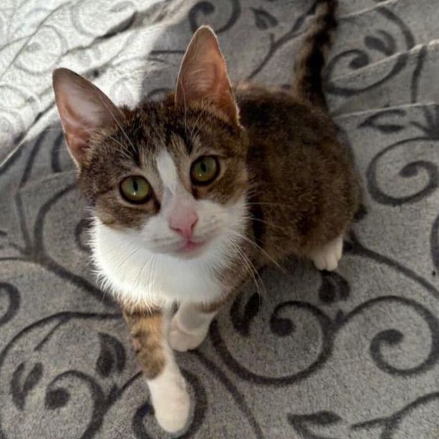 Котеночек ищет маму