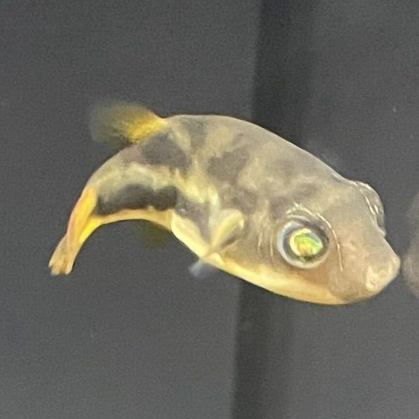 Тетраодон карликовый