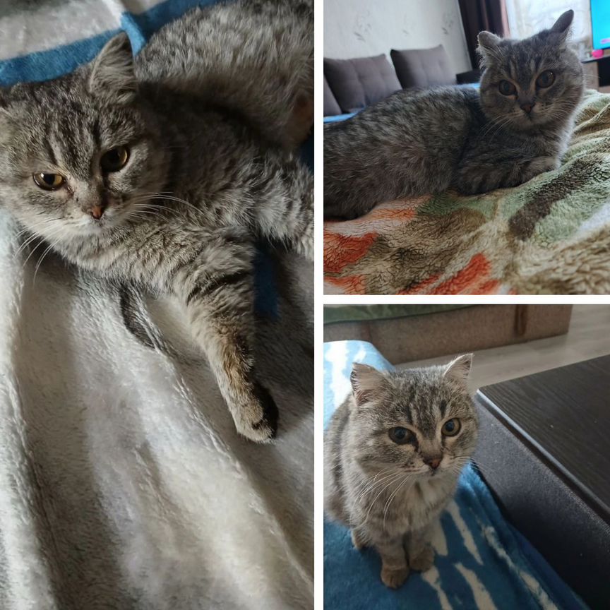 Шотландская прямоухая короткошёрстная, взрослая кошка