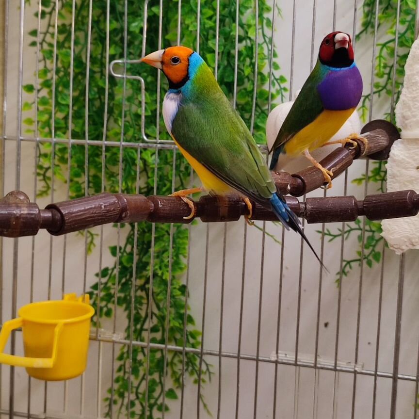 Самцы амадины Гульда