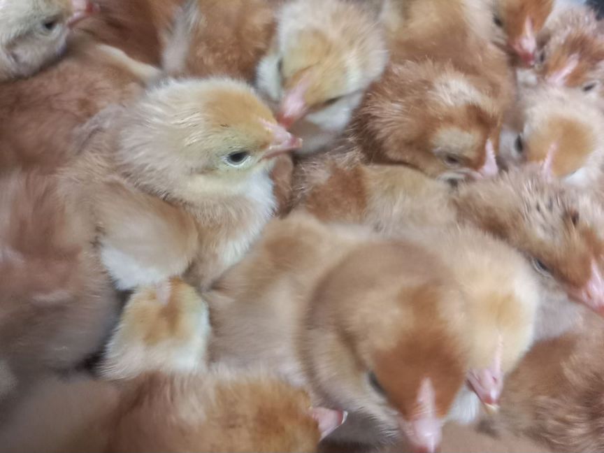 Цыпленок редбро