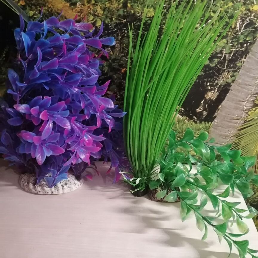 Растения для аквариума