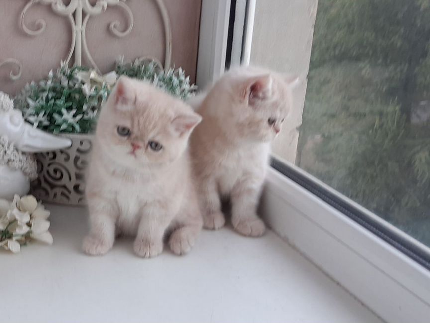 Котята экзоты