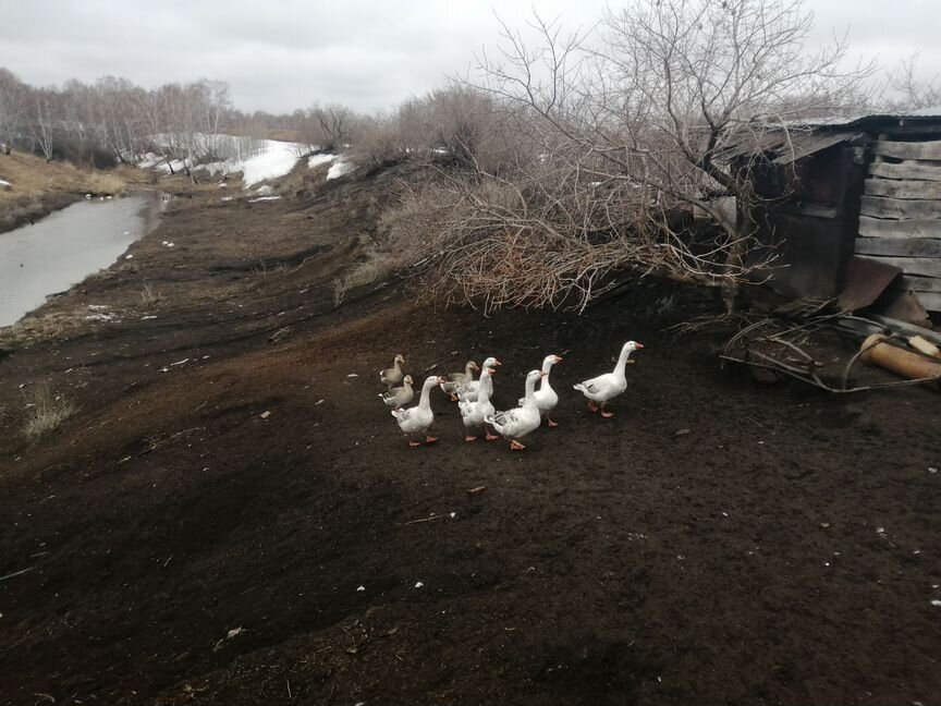 Гусаки помесь холмогора и губернаторского