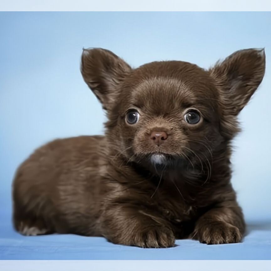 Чихуахуа, щенок