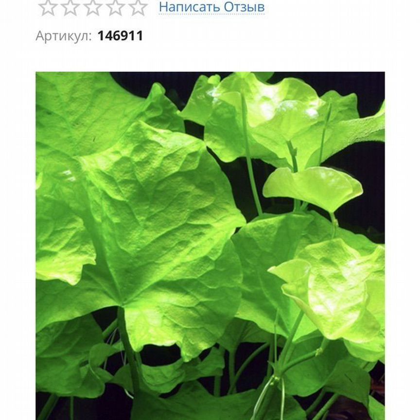 Аквариумное растение Нимфоидес флиппер