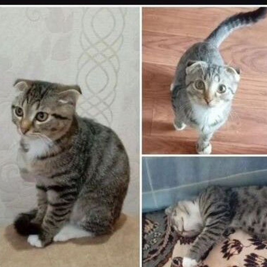 Котёнок в добрые руки