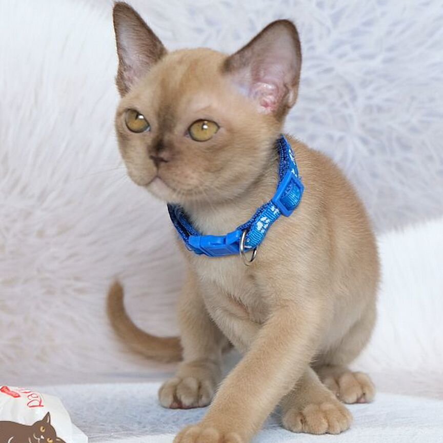 Европейский бурманский котёнок