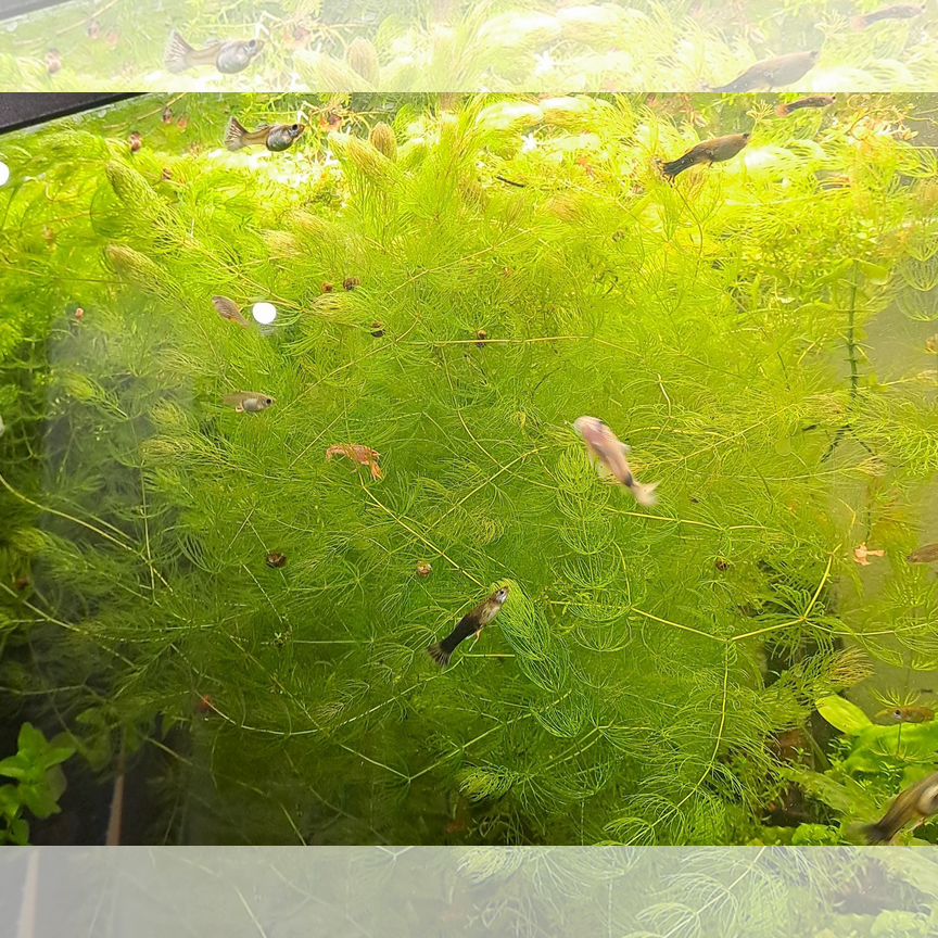 Роголистник в аквариум