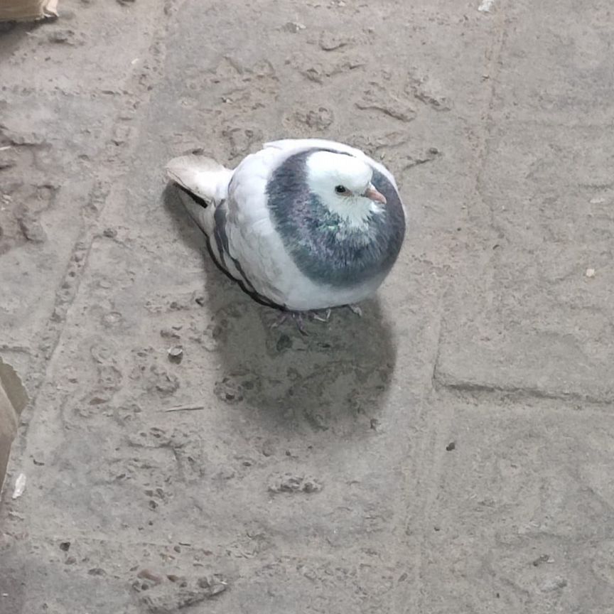 Найден голубь (белый) окольцованный
