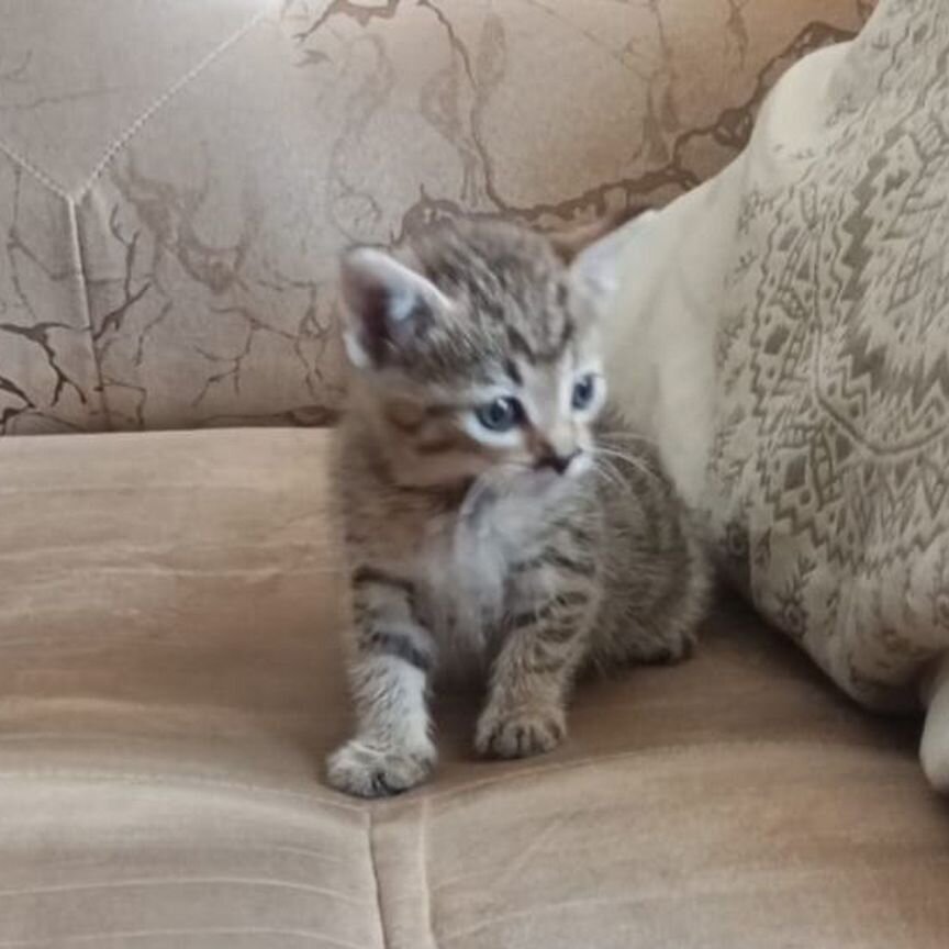 Котёнок добрые руки