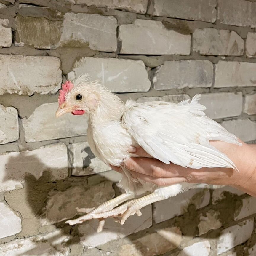 Петушки