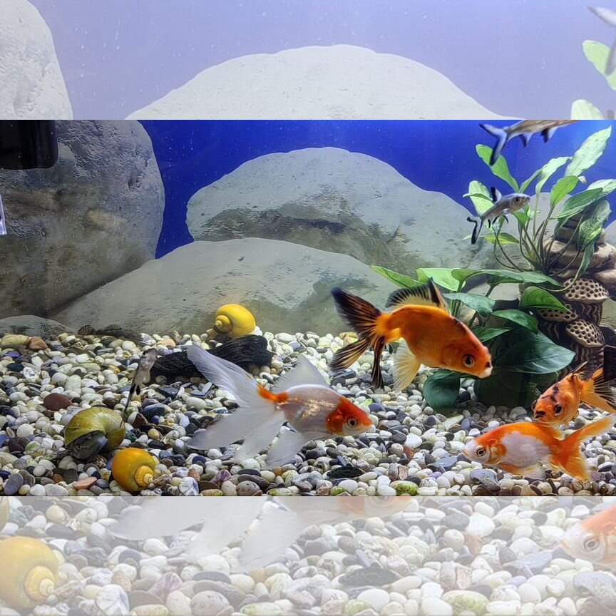 Золотые рыбки