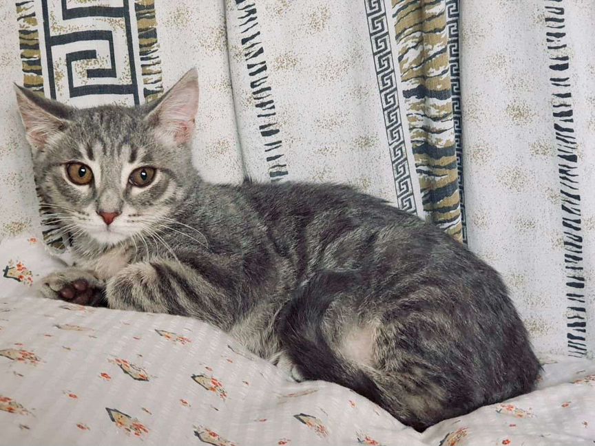 Котик Плюша в дар