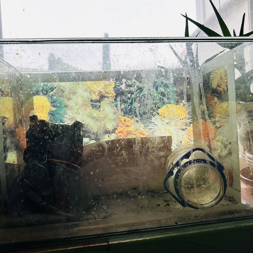 Аквариум треснуто дно