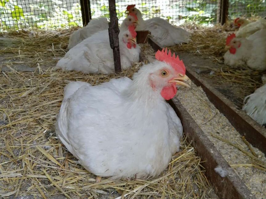 Домашние куры бройлеры