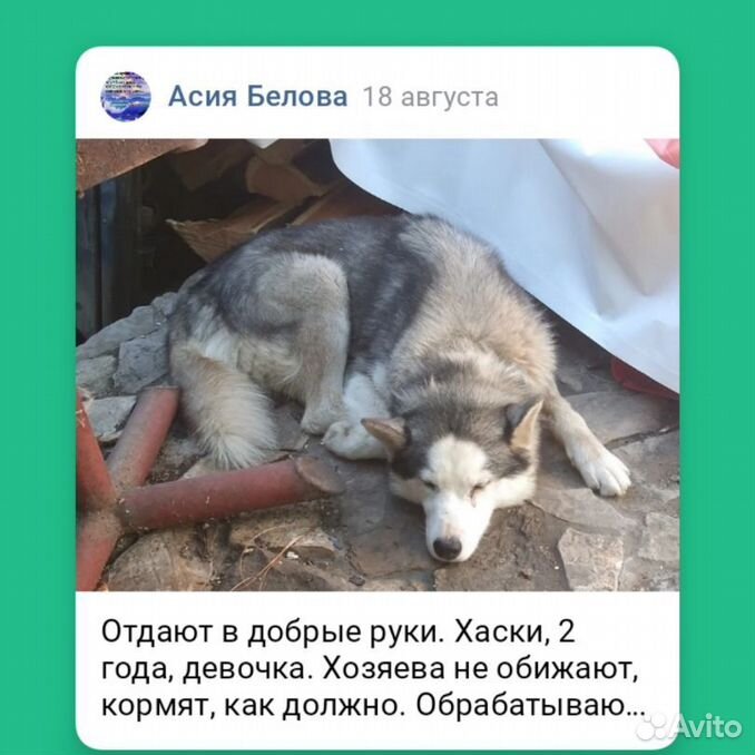 Хаски, 2 года девочка. Здороавя. В добрые руки