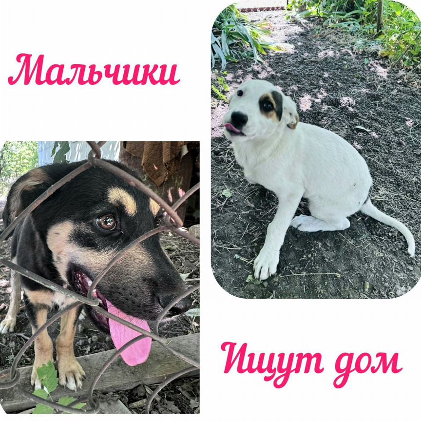 Щенки в добрые руки отдам