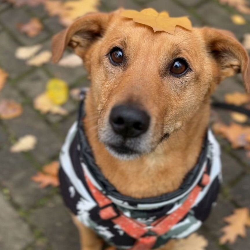 Взрослый пёс в добрые руки