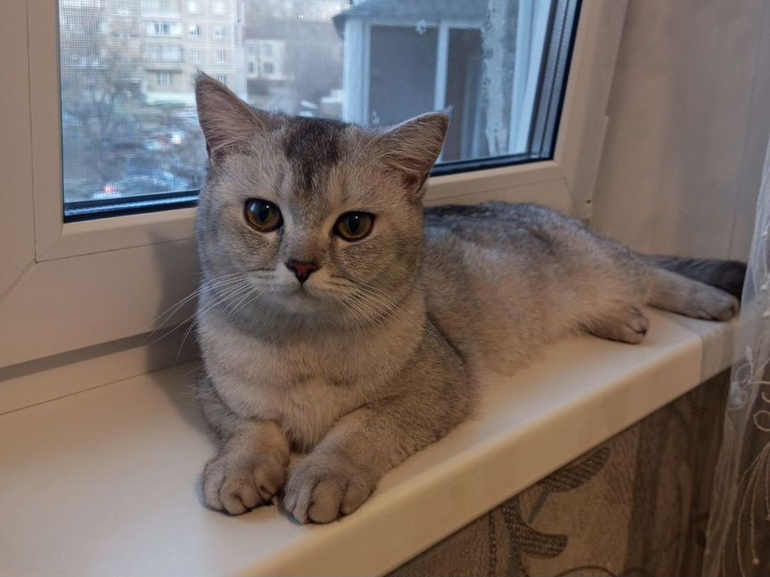 Вязка британская кошка