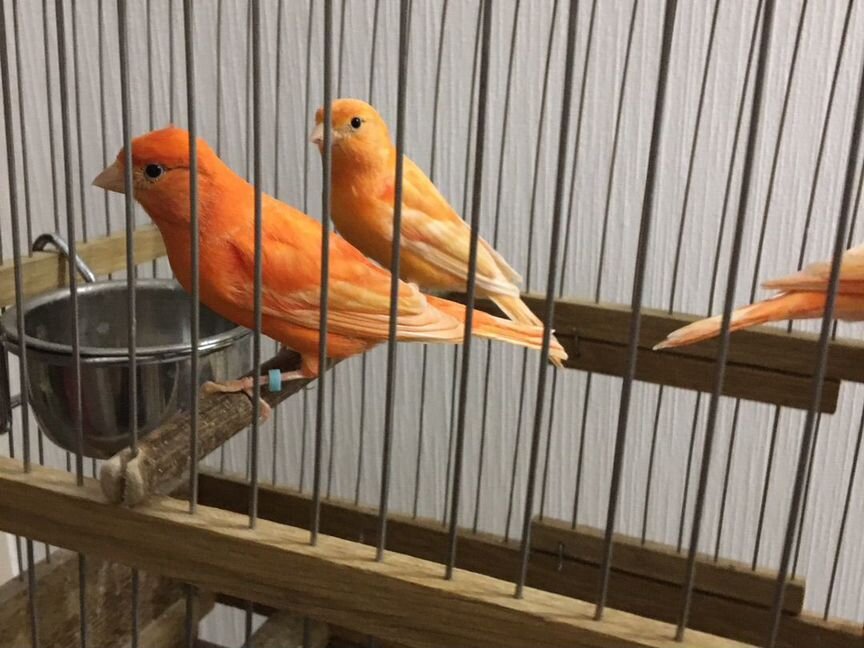 Кенар и канарейки