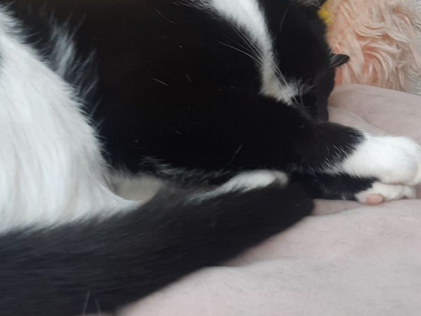 Кошка