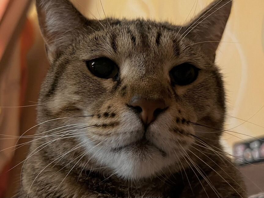 Кошка Пиксибоб в дар