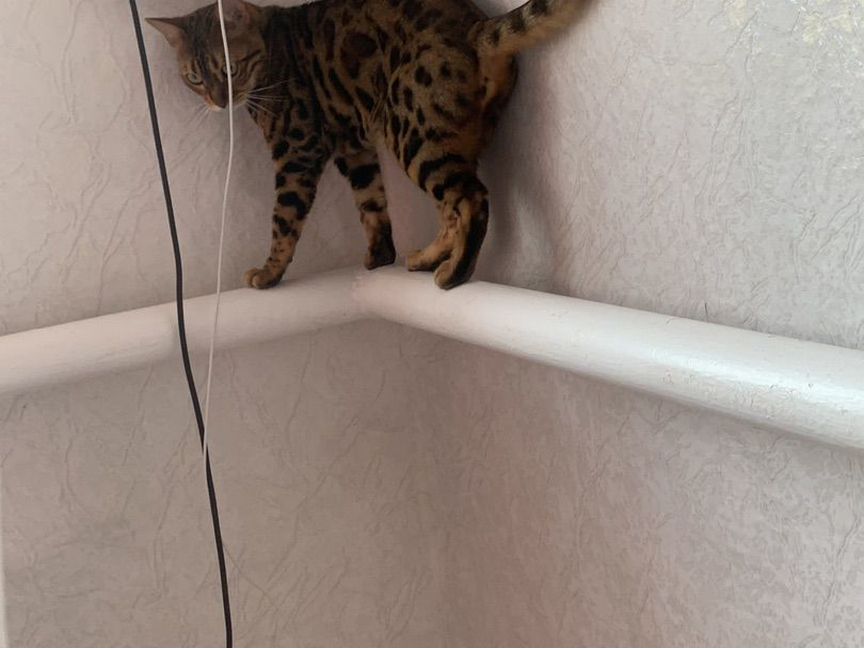 Кошечка бенгалка в добрые руки