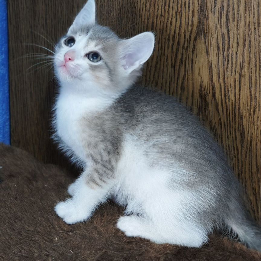 Котёнок в добрые руки