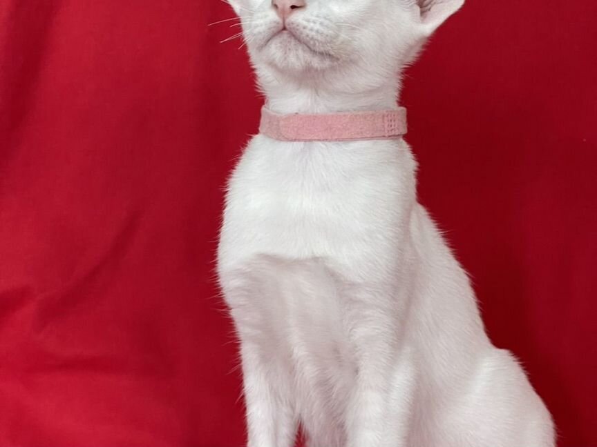 Ориентальные котята белые