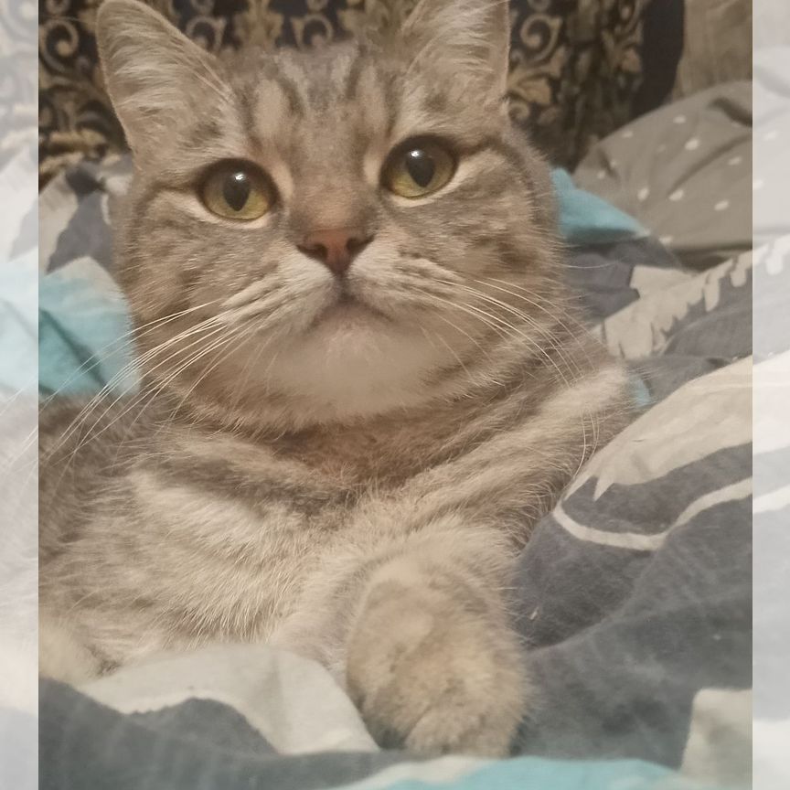Шотландская кошка