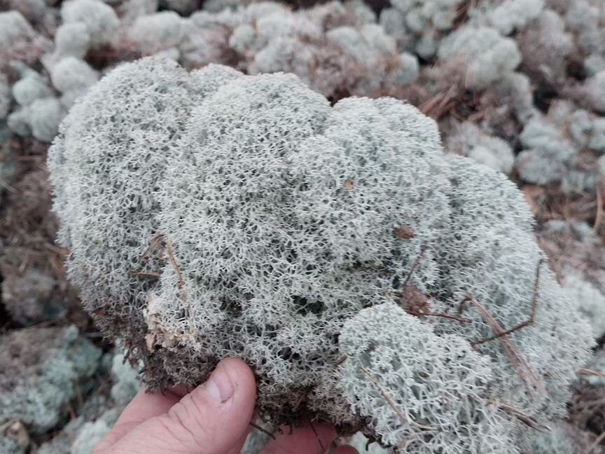 Мох ягель свежий сбор 2023года