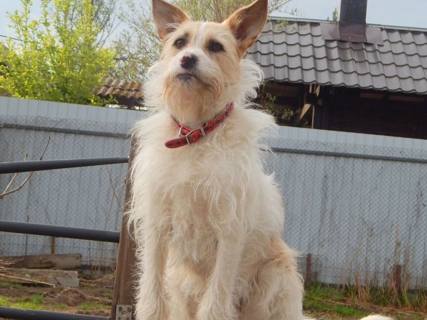 Замечательная Милочка ищет дом