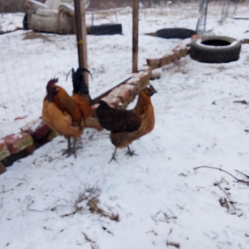 Продам инкубационное яйцо