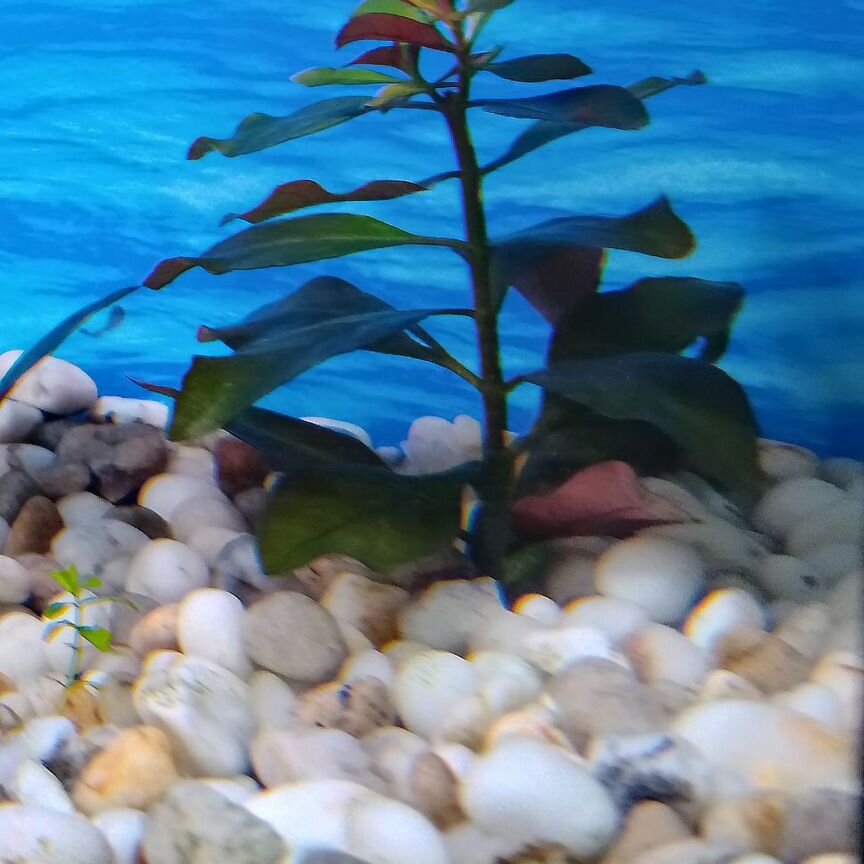 Людвигия ползучая