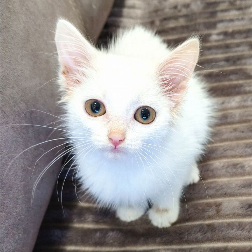 Котенок Светик