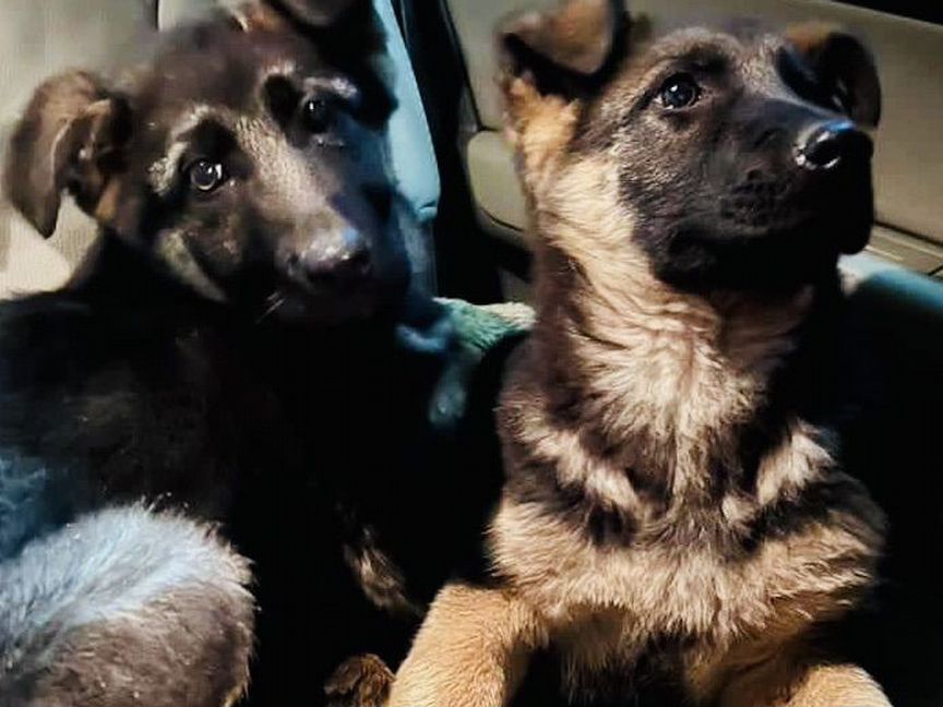 Щенки помесь овчарки