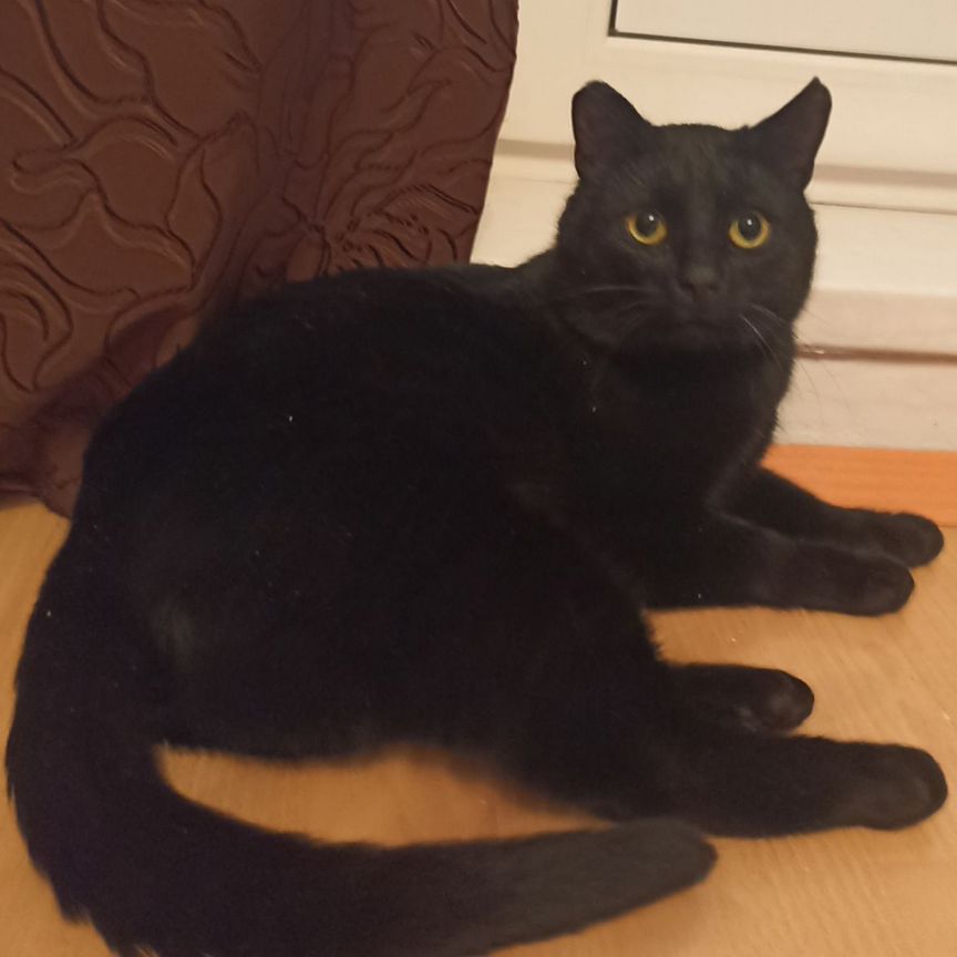 Взрослый кот в добрые руки