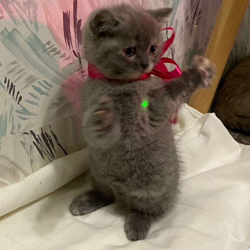 Шотландская прямоухая