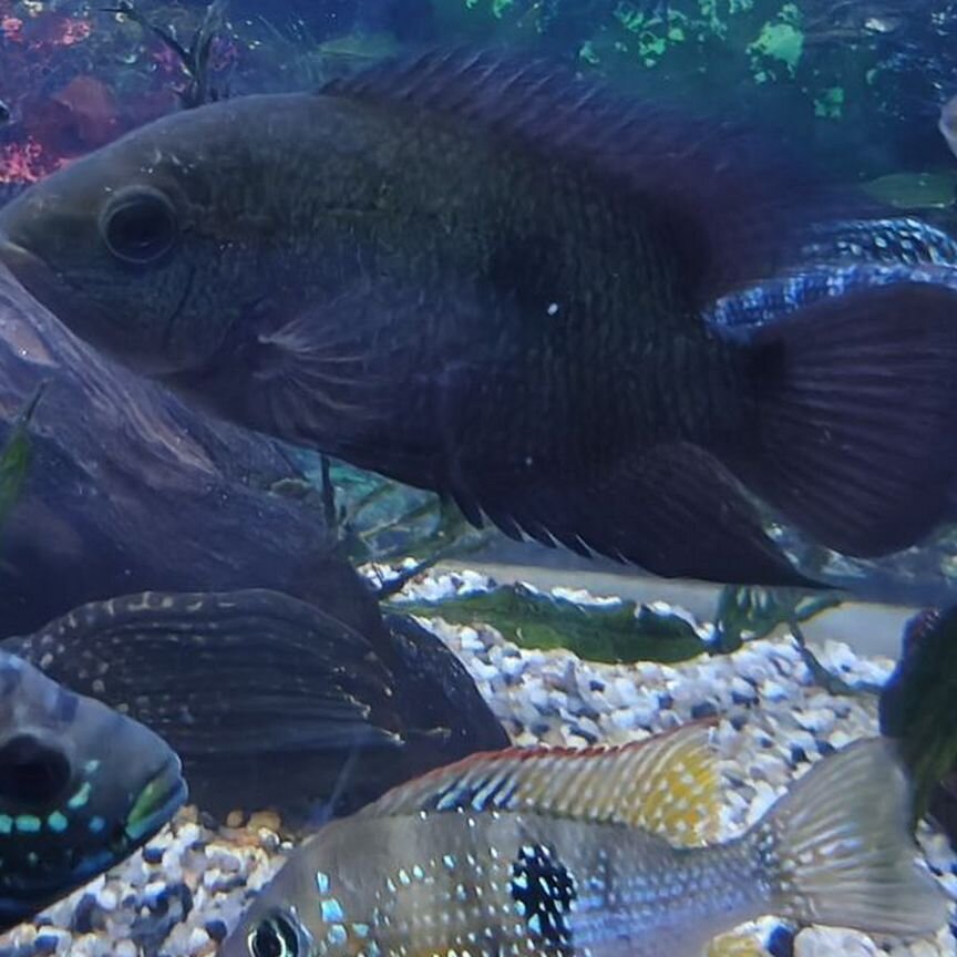 Цихлазома Винная бражник