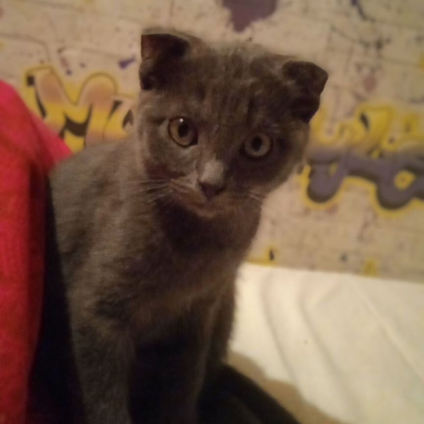 Шотландский вислоухий котёнок