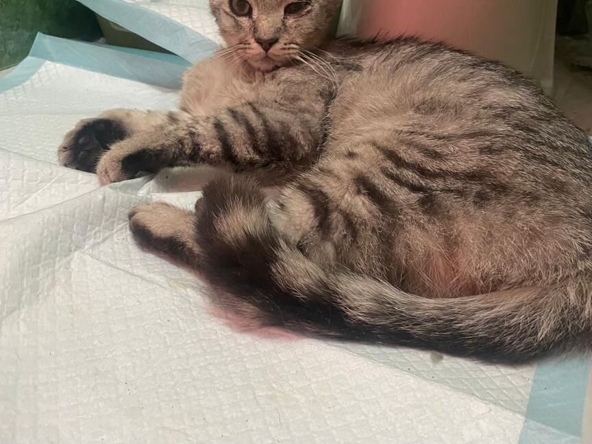 Кот
