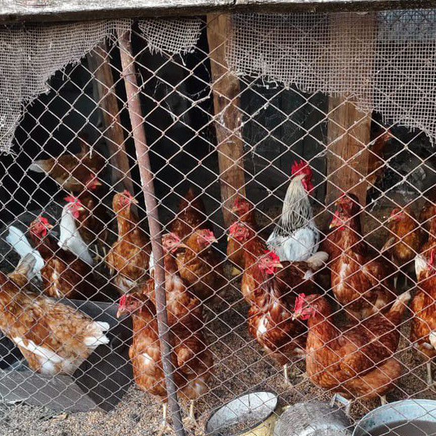 Куры несушки продам