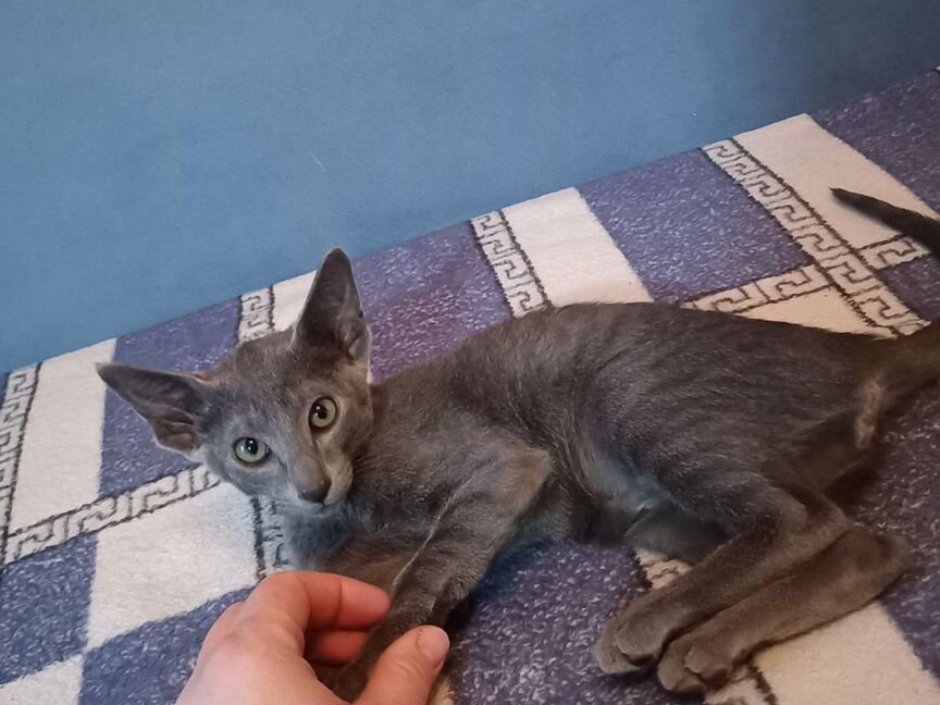 Ориентальный котенок девочка
