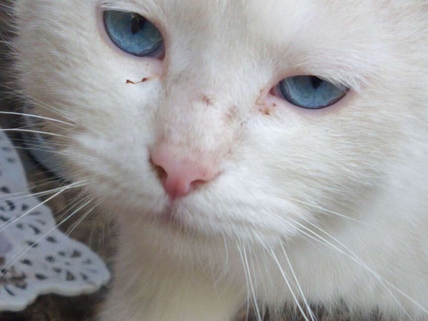 Кошка в дар бесплатно