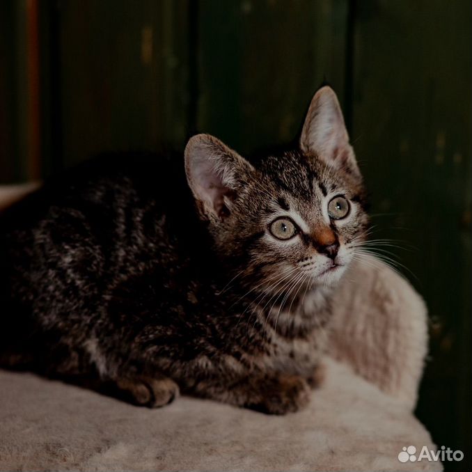 Малыш Ричи в поиске дома