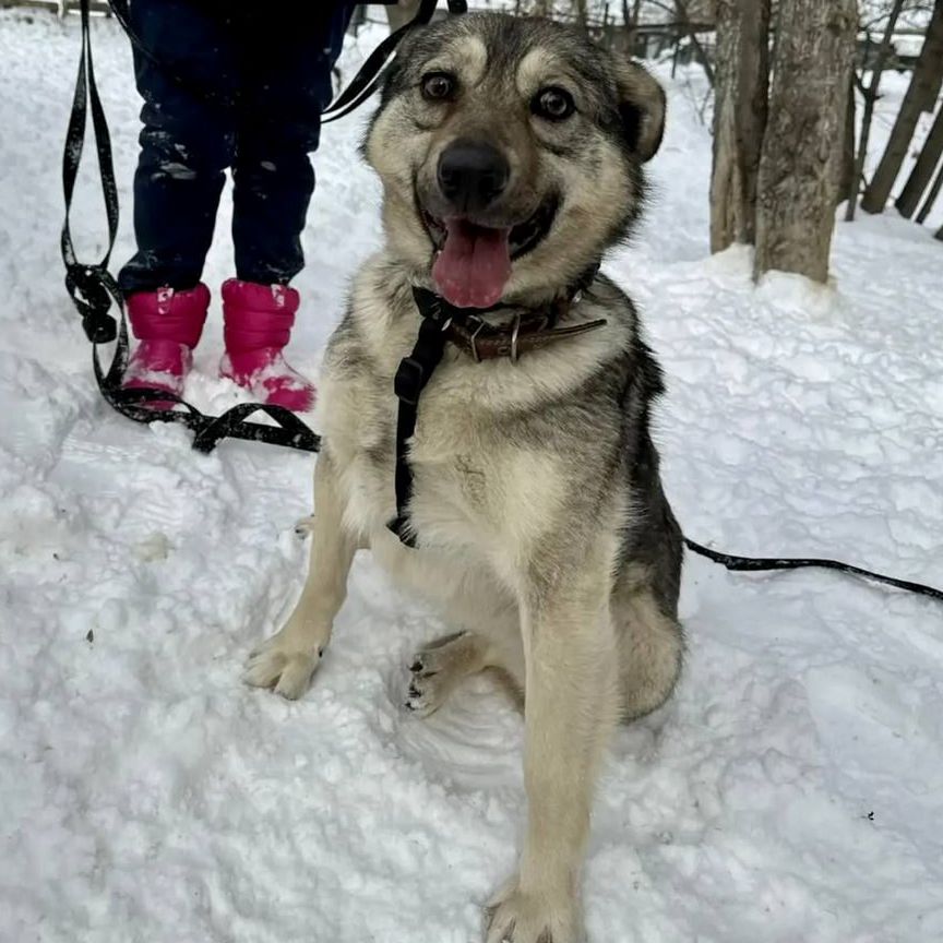 Взрослая собака в добрые руки